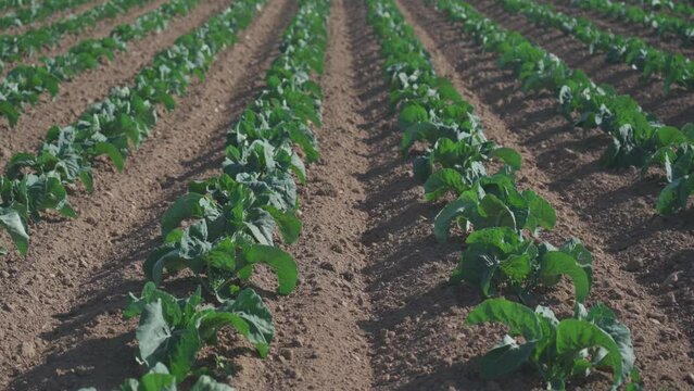 "Cabbage Patch" Images – Browse 395 Stock Photos, Vectors, and Video ...