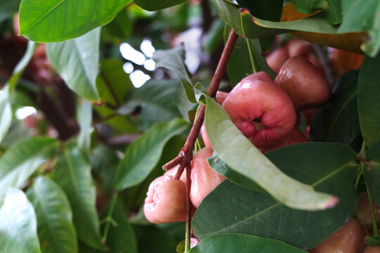 รูปภาพChambakka – เลือกดูภาพถ่ายสต็อก เวกเตอร์ และวิดีโอ2,370 | Adobe Stock