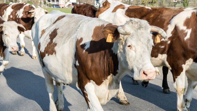 「Ruminer」の画像 - 760 件の Stock 写真、ベクターおよびビデオ | Adobe Stock
