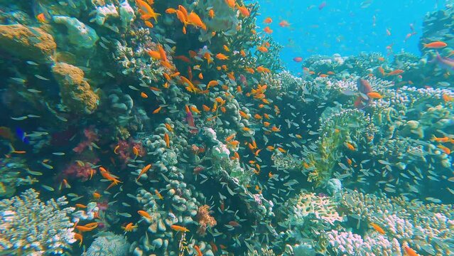 Glassfish Images – Browse 1,484 Stock Photos, Vectors, and Video ...