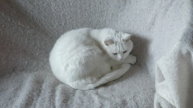 Pandiculation Images – Browse 516 Stock Photos, Vectors, and Video ...