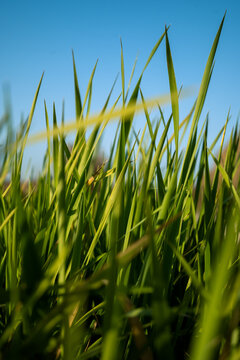 Graas-Bilder: Stock-Fotos & -Videos. | Adobe Stock