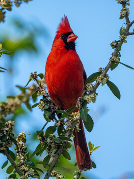 "Northern Cardinal" Images – Browse 101,768 Stock Photos, Vectors, and ...