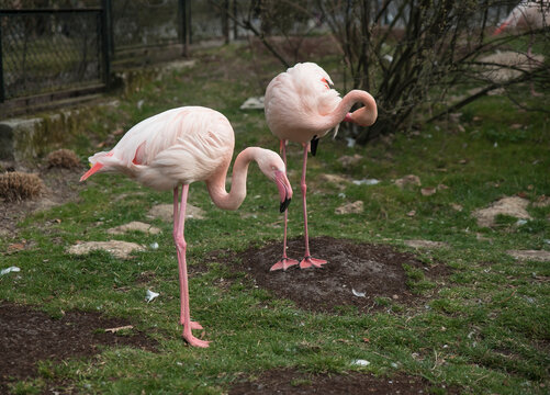 「Flamingi」の写真素材 | 198件の無料イラスト画像 | Adobe Stock