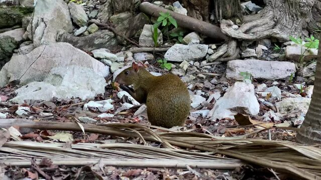 รูปภาพSereque – เลือกดูภาพถ่ายสต็อก เวกเตอร์ และวิดีโอ1,698 | Adobe Stock