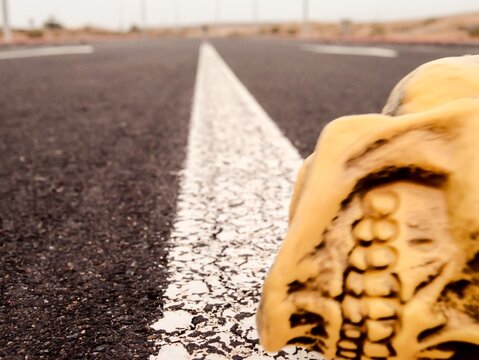 "Road Skull" Images – Browse 68 Stock Photos, Vectors, and Video ...