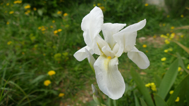 Giaggiolo Bilder – Durchsuchen 154 Archivfotos, Vektorgrafiken und ...