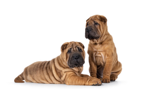 Croatia Dog Images – Browse 1,803 Stock Photos, Vectors, and Video ...