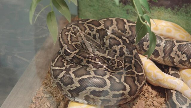 "Indian Rock Python" Images – Browse 1,025 Stock Photos, Vectors, and ...