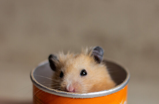 Teddyhamster Bilder – Durchsuchen 4,762 Archivfotos, Vektorgrafiken und ...