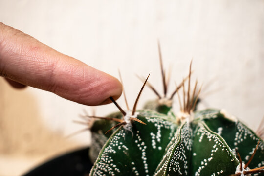 รูปภาพPunzantes – เลือกดูภาพถ่ายสต็อก เวกเตอร์ และวิดีโอ10 | Adobe Stock