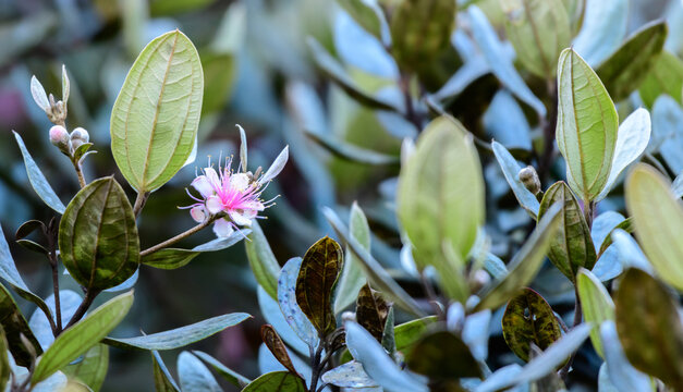 Rose Myrtle"」の写真素材 | 141件の無料イラスト画像 | Adobe Stock