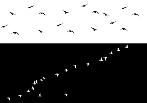 Birds Flying Overlay Images – Browse 1,127 Stock Photos, Vectors, and ...