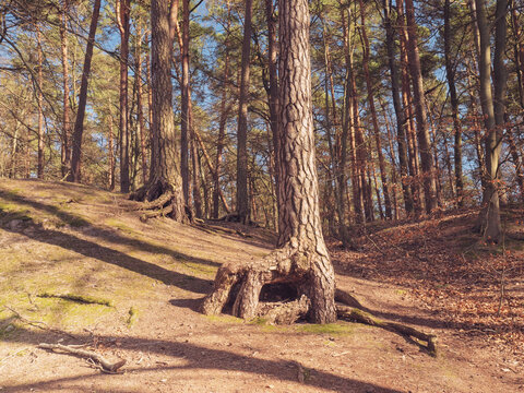 「Baeume」の画像 - 7,989 件の Stock 写真、ベクターおよびビデオ | Adobe Stock