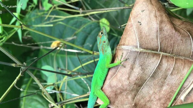 "Bronze Anole" Bilder – Durchsuchen 8 Archivfotos, Vektorgrafiken und ...