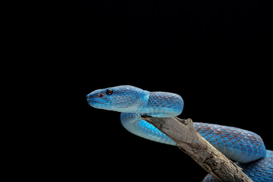 รูปภาพViper – เลือกดูภาพถ่ายสต็อก เวกเตอร์ และวิดีโอ64,683 | Adobe Stock