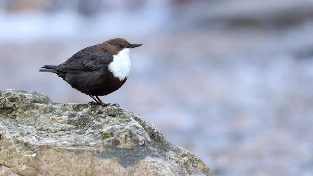 Dipper Bird Images – Browse 3,283 Stock Photos, Vectors, and Video ...
