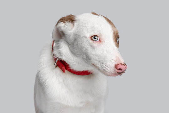 Furtively Images – Browse 602 Stock Photos, Vectors, and Video | Adobe ...