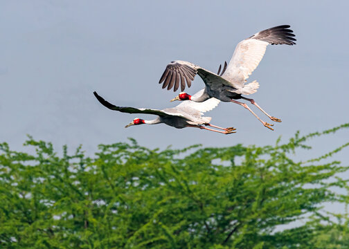 Schnacke Bilder – Durchsuchen 6,288 Archivfotos, Vektorgrafiken und ...