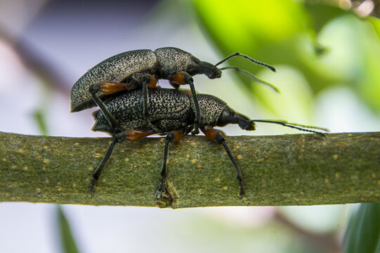 Curculionidae 이미지 – 찾아보기 3,892 스톡 사진, 벡터 및 비디오 | Adobe Stock