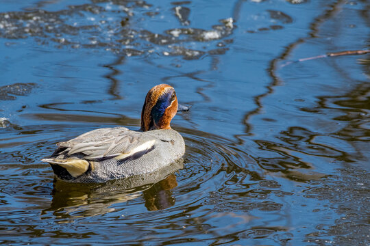 "Common Teal" Images – Browse 6,827 Stock Photos, Vectors, and Video ...