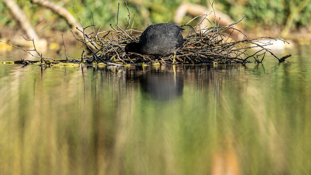 Ralle bilder – Bläddra bland 1,618 stockfoton, vektorer och videor ...