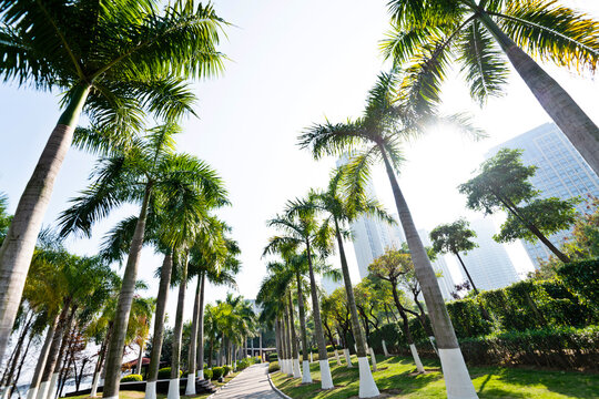 Palmiche 影像 – 瀏覽 1,921 個素材庫相片、向量圖和影片 | Adobe Stock
