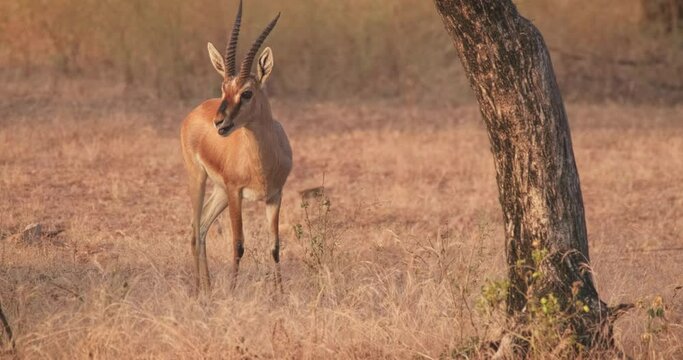 Chinkara Bilder – Durchsuchen 256 Archivfotos, Vektorgrafiken und ...