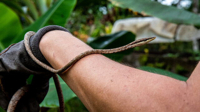 รูปภาพMenotter – เลือกดูภาพถ่ายสต็อก เวกเตอร์ และวิดีโอ176 | Adobe Stock