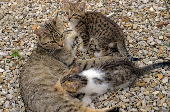 Chatton Images – Browse 78 Stock Photos, Vectors, and Video | Adobe Stock