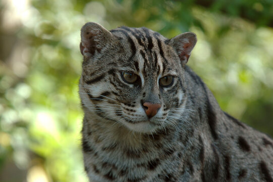 Viverrin Images – Browse 36 Stock Photos, Vectors, and Video | Adobe Stock