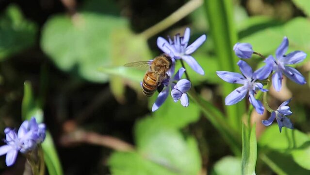 "Alpine Squill" Images – Browse 2,312 Stock Photos, Vectors, and Video ...