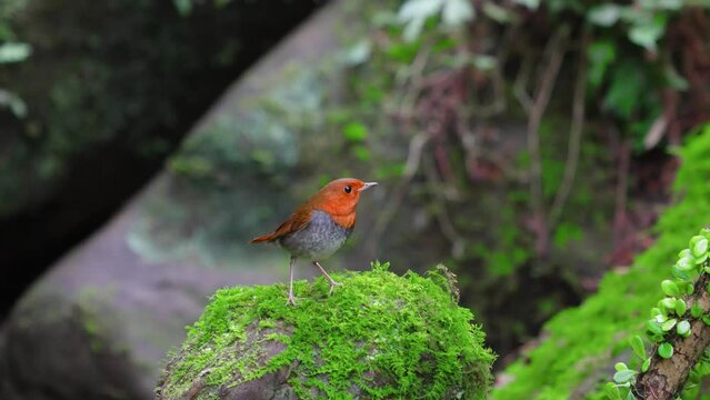"Japanese Robin" Imagens – Procure 6,637 fotos, vetores e vídeos ...