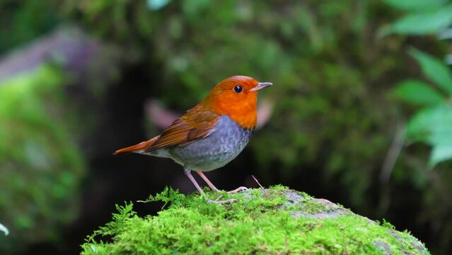"Japanese Robin" Images – Browse 5,548 Stock Photos, Vectors, and Video ...
