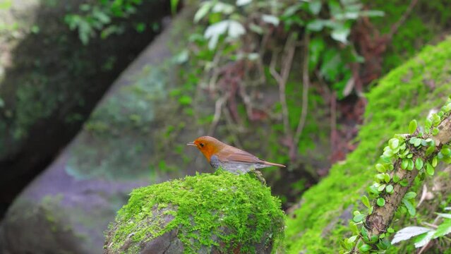 "Japanese Robin" Images – Browse 7,546 Stock Photos, Vectors, and Video ...