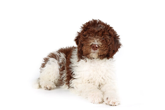 "Italian Water Dog" Images – Browse 145 Stock Photos, Vectors, and ...