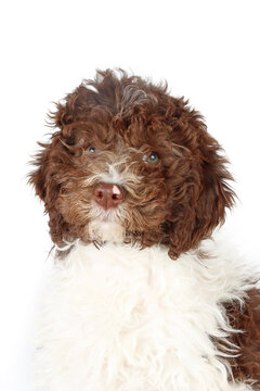 "Italian Water Dog" Images – Browse 145 Stock Photos, Vectors, and ...