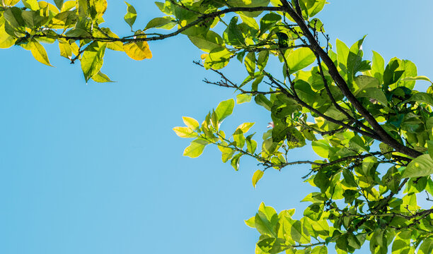 Imágenes de Ramaje: descubre bancos de fotos, ilustraciones, vectores y ...