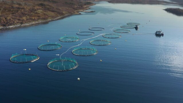 Caligidae-Bilder: Stock-Fotos & -Videos. | Adobe Stock