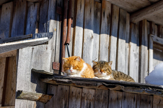 "Barn Roof"-Bilder: Stock-Fotos & -Videos. | Adobe Stock