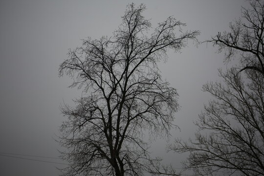 "Empty Trees"-Bilder: Stock-Fotos & -Videos. | Adobe Stock