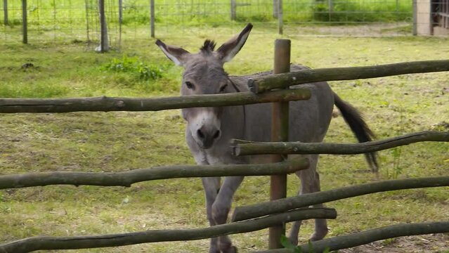 รูปภาพHennir – เลือกดูภาพถ่ายสต็อก เวกเตอร์ และวิดีโอ43 | Adobe Stock