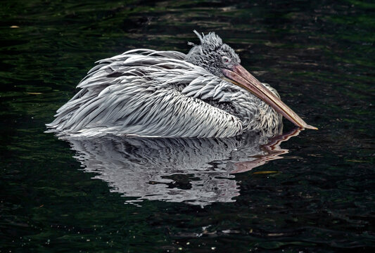 「Natatorial」の画像 - 1,523 件の Stock 写真、ベクターおよびビデオ | Adobe Stock