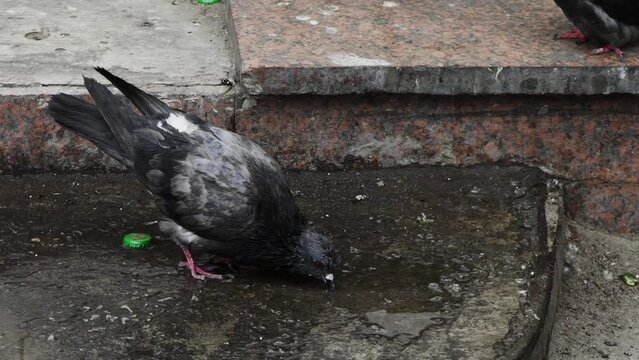 "Pretty Pigeon" Images – Parcourir 101 le catalogue de photos, vecteurs et vidéos | Adobe Stock