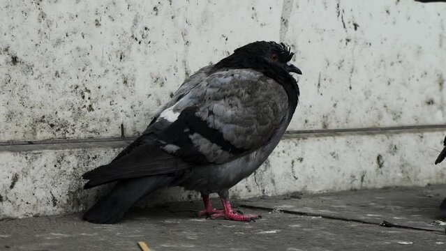 Imágenes de "Pretty Pigeon": descubre bancos de fotos, ilustraciones ...