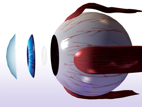 Bindehautsack-Bilder: Stock-Fotos & -Videos. | Adobe Stock