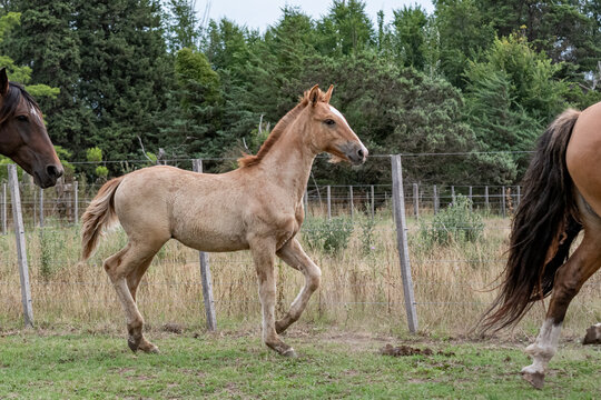 Criollos Images – Parcourir 2,683 le catalogue de photos, vecteurs et ...