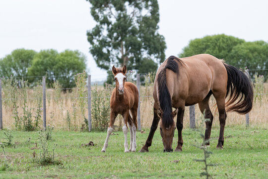 Criollos Images – Parcourir 2,683 le catalogue de photos, vecteurs et ...