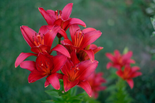 Sword-Grass Images – Browse 61 Stock Photos, Vectors, and Video | Adobe ...