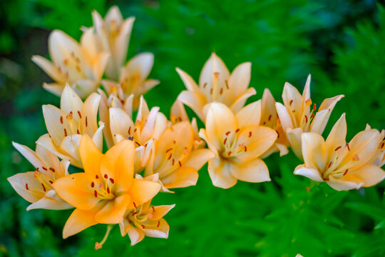 Sword-Grass Images – Browse 68 Stock Photos, Vectors, and Video | Adobe ...